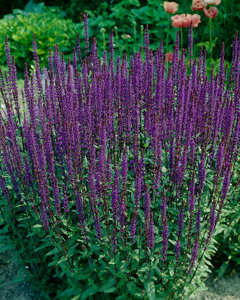 Lehtosalvia Caradonna 3 kpl - Viherpeukalot.fi