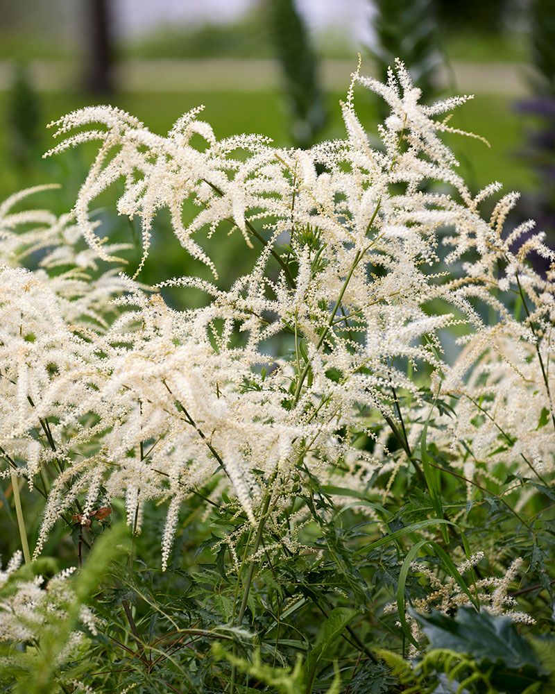 Hapsutöyhtöangervo 3 kpl - Viherpeukalot.fi