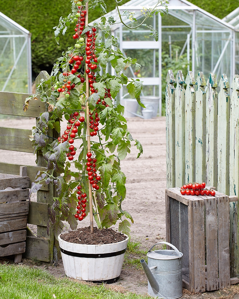 Tomaattiperuna Tomtato - Viherpeukalot.fi