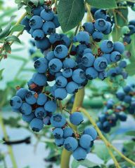 Pensasmustikka North Country - Viherpeukalot.fi