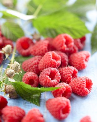 Vadelma - Viherpeukalot.fi